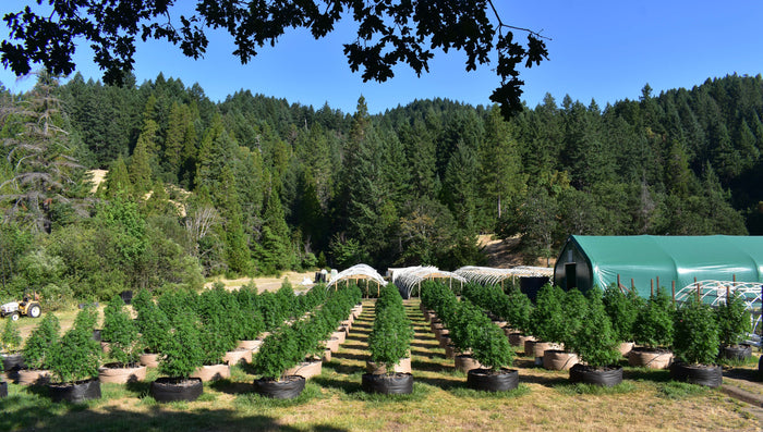 California State Fair Embraces Cannabis Culture with Expanded Sales an