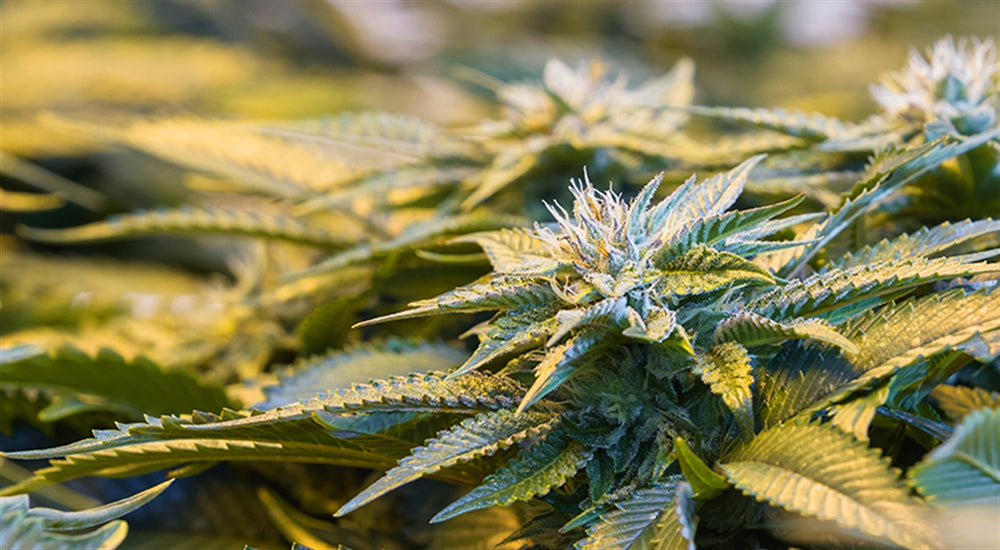 Bulk Cannabis in New York: Everything You Need to Know About the Growi