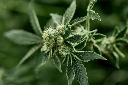 Cannabis Sugar Leaves: What They Are and How to Use Them Effectively