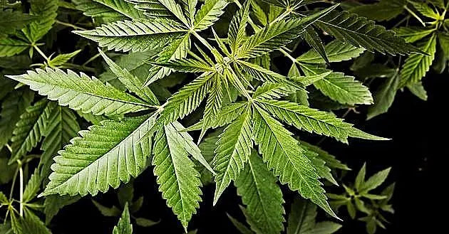 Delta 8 Tincture White Label: Your Guide to Entering the Lucrative Tin