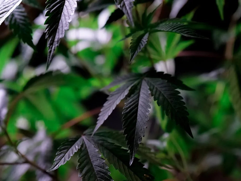 How THC Isolate White Label Products Are Redefining the Edibles and We ...